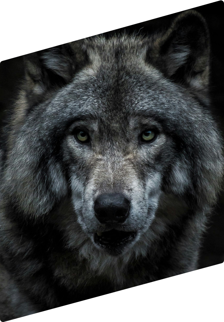 Lobo - Desenvolvedor e Designer